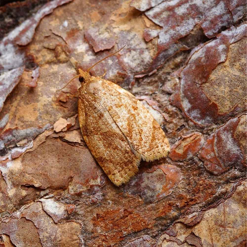 Feromona Adoxophyes orana - Tienda Online Probodelt