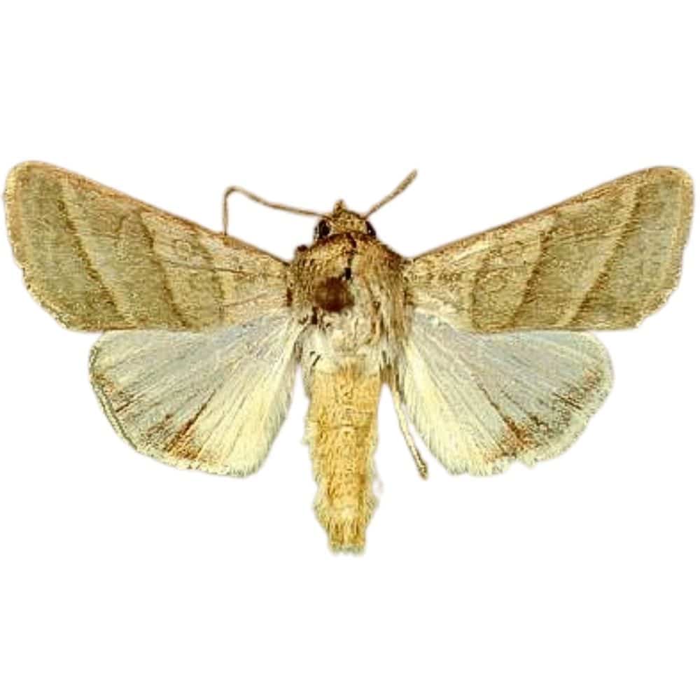 Feromona Chloridea virescens - Tienda Online Probodelt