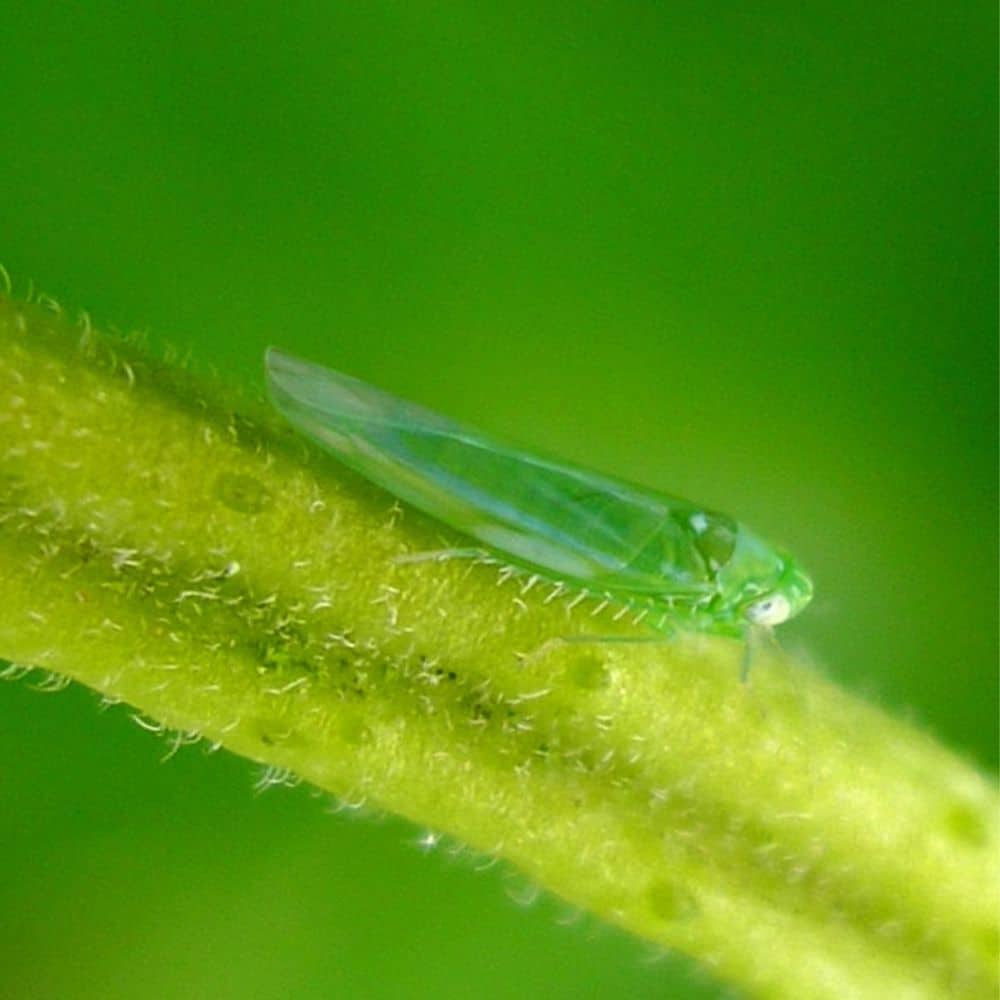 Feromona Empoasca vitis 120 días - Tienda Online Probodelt