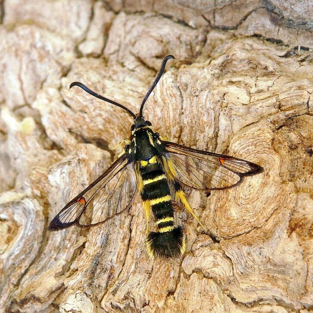 Feromona Synanthedon vespiformis 120 - Tienda Online Probodelt