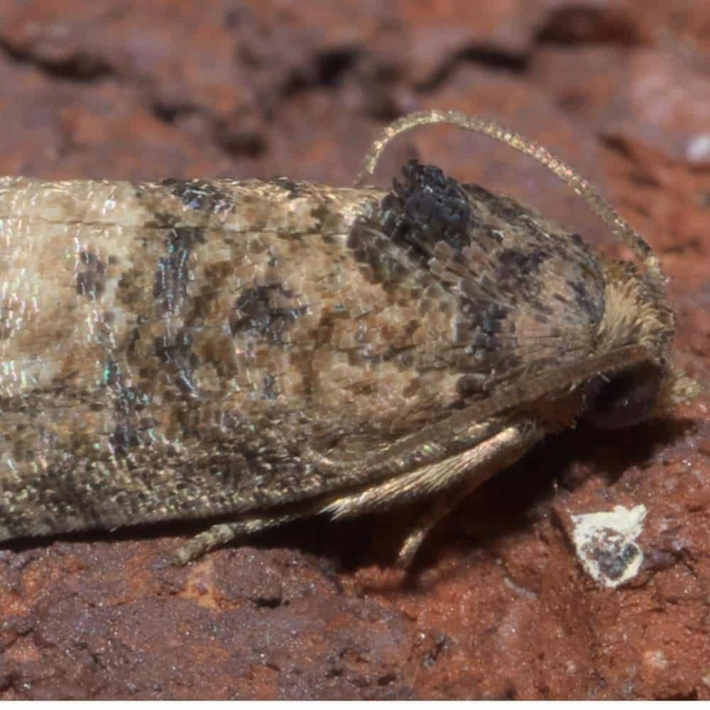 Feromona Ecdytolopha aurantiana - Tienda Online Probodelt