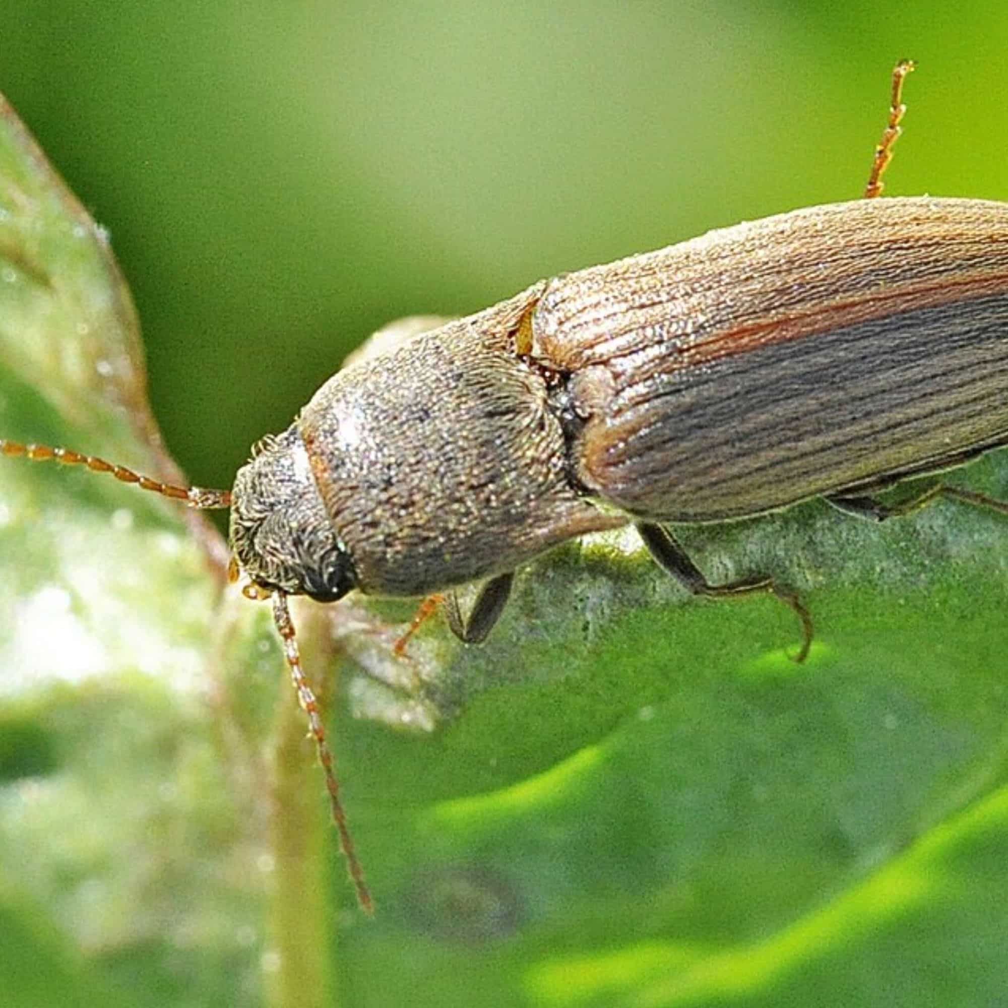 Feromona Agriotes lineatus 120 - Tienda Online Probodelt