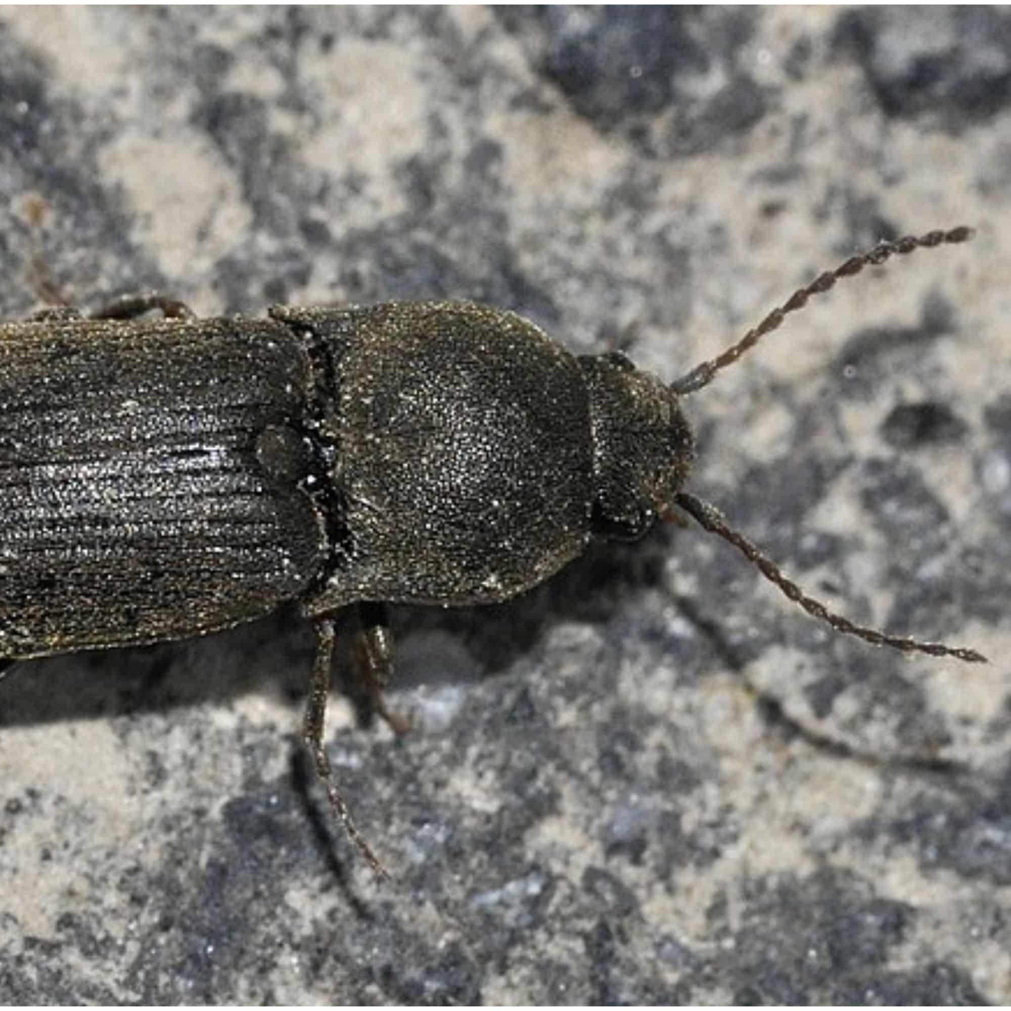 Feromona Agriotes obscurus 120 - Tienda Online Probodelt
