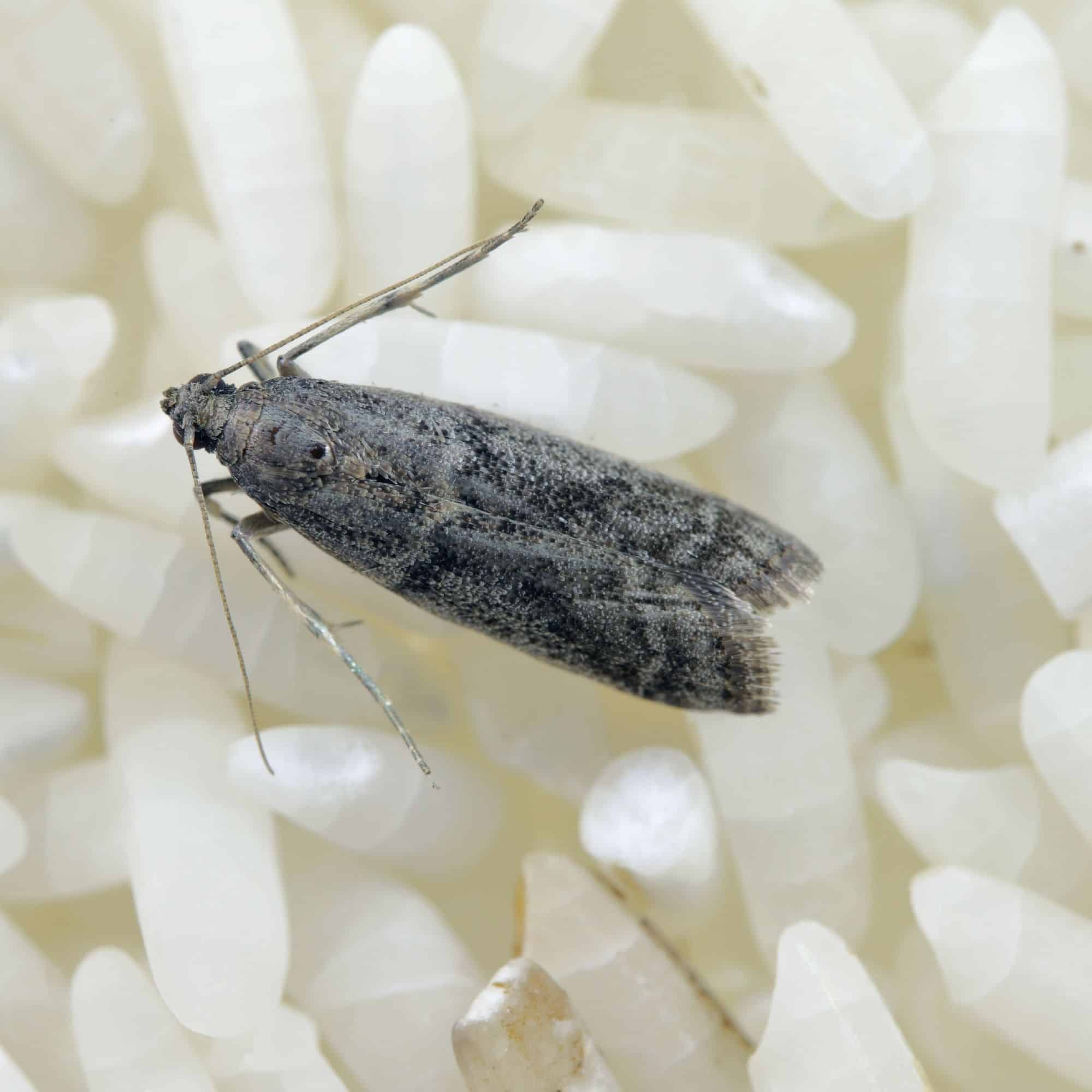 Feromona Ephestia kuehniella - Tienda Online Probodelt